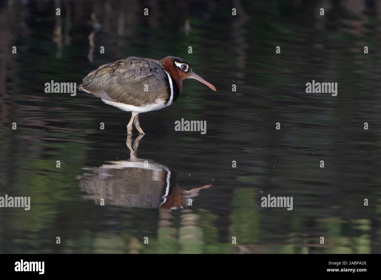 Greater Painted Snipe (female) Rostratula benghalensis, Koto, The ...