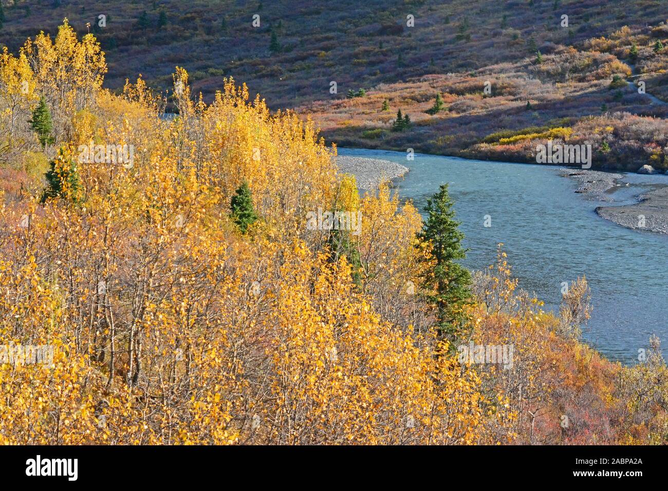White spruce alaska hi-res stock photography and images - Alamy