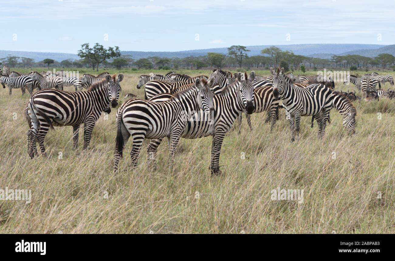 African zebra migration hi-res stock photography and images - Alamy