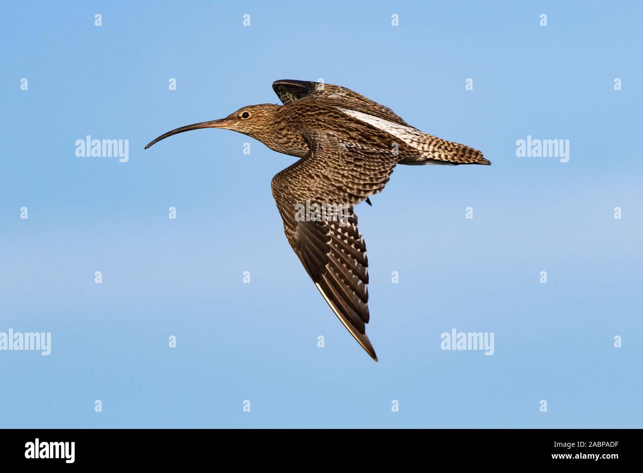 Curlew in flight, Numenius arquata, Hayle Estuary, Cornwall, UK Stock ...