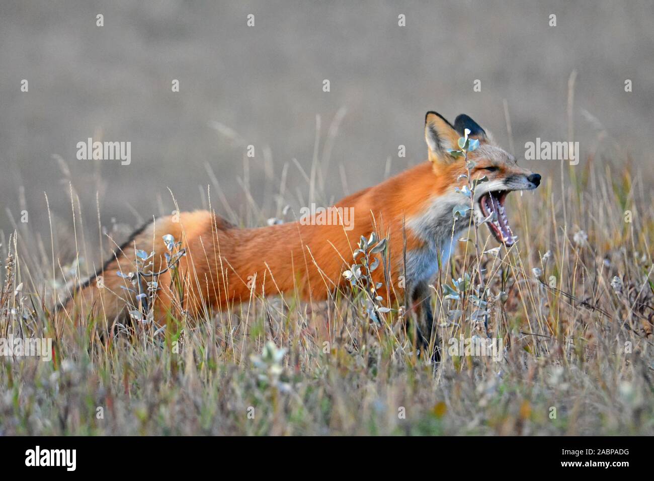 Red fox stretch, North America Stock Photo - Alamy
