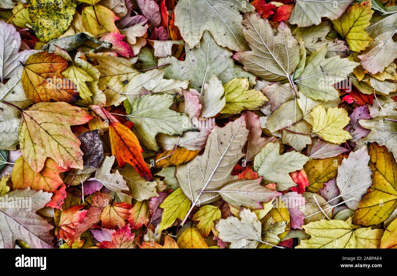 autumn foliage on the ground Stock Photo - Alamy