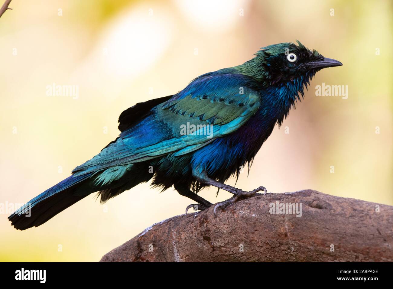 Splendid Glossy Starling, Lamprotornis splendidus, The Gambia, West ...