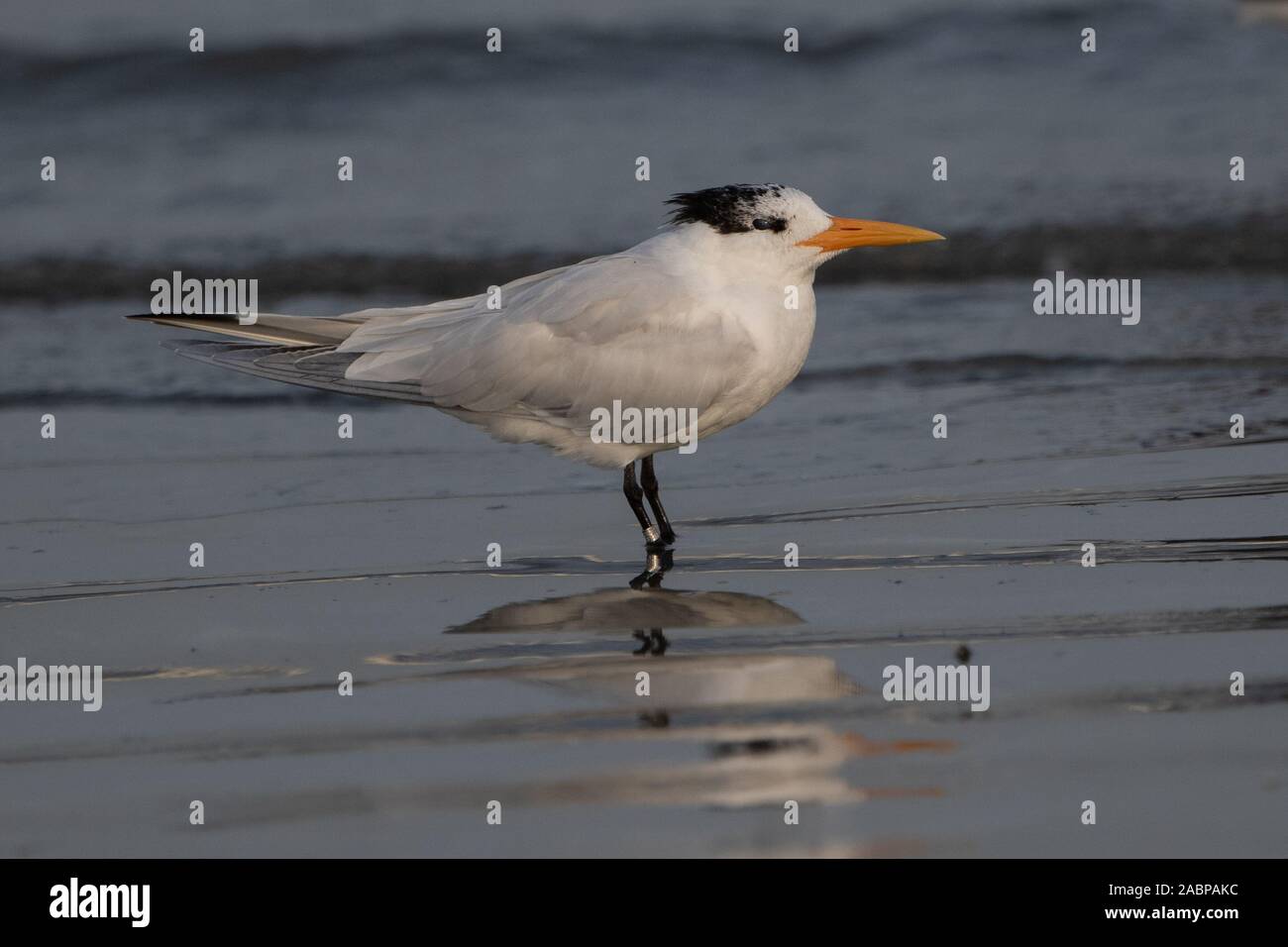 West African Crested Tern, Thalasseus albididorsalis, The Gambia, West ...
