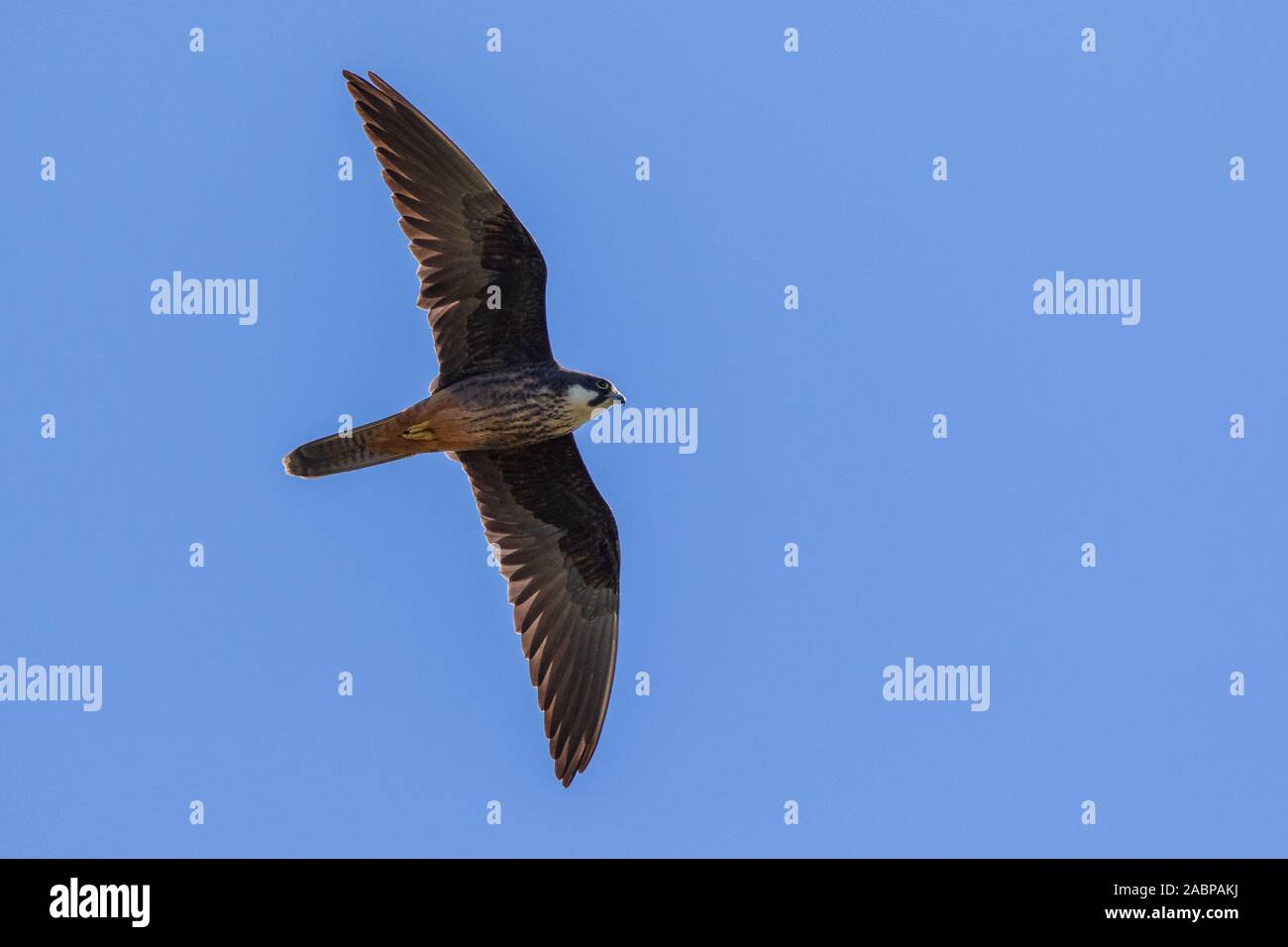 Eleanoras falcon hi-res stock photography and images - Alamy