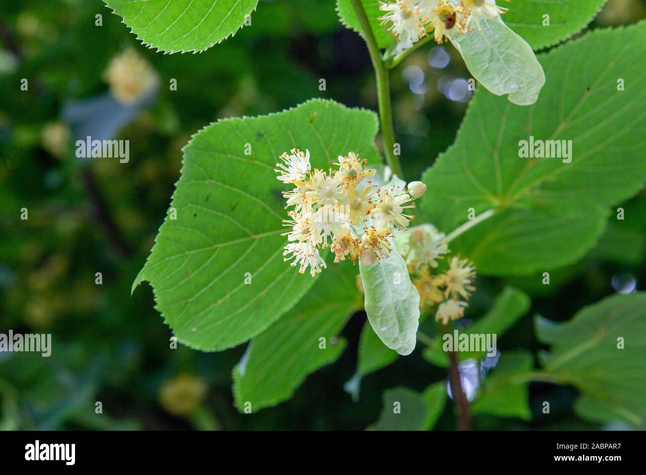 English common lime tree leaves hi-res stock photography and images - Alamy