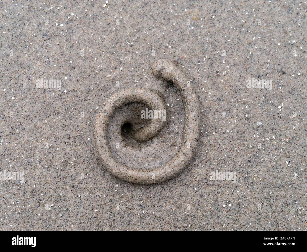 Closeup of one small spiral lugworm cast on sandy Scottish beach ...