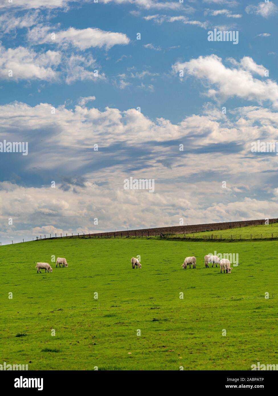 Friendly Cows High Resolution Stock Photography and Images - Alamy