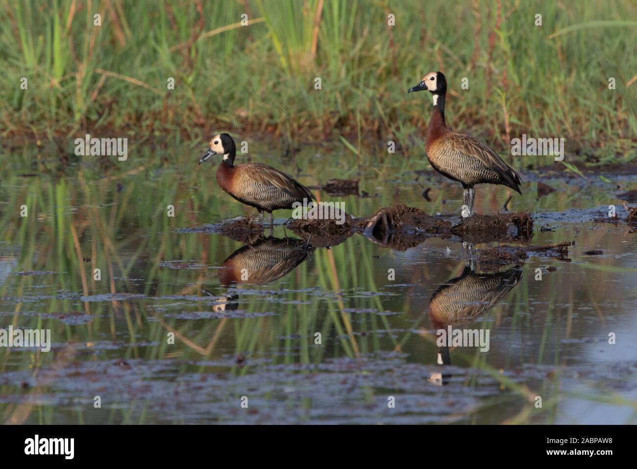 African ducks hi-res stock photography and images - Alamy