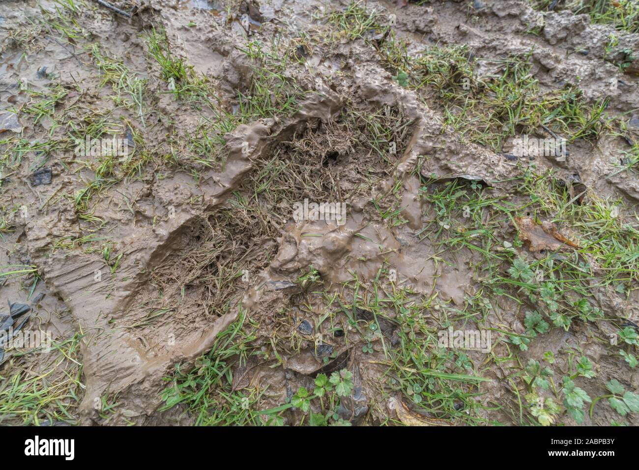 Squishy Mud