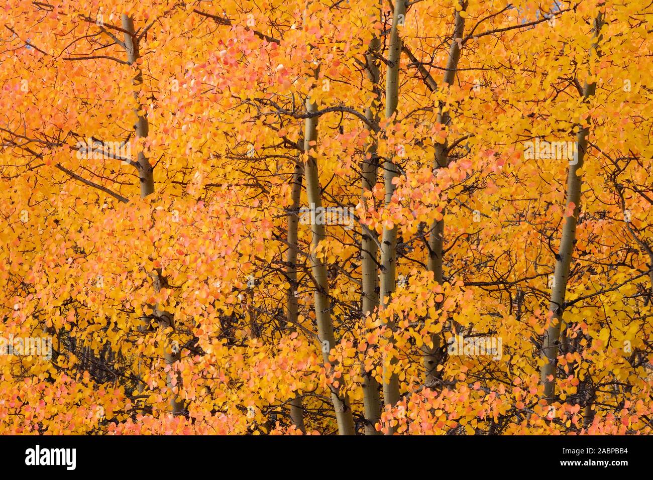 Alaskan forest in fall colors Stock Photo - Alamy