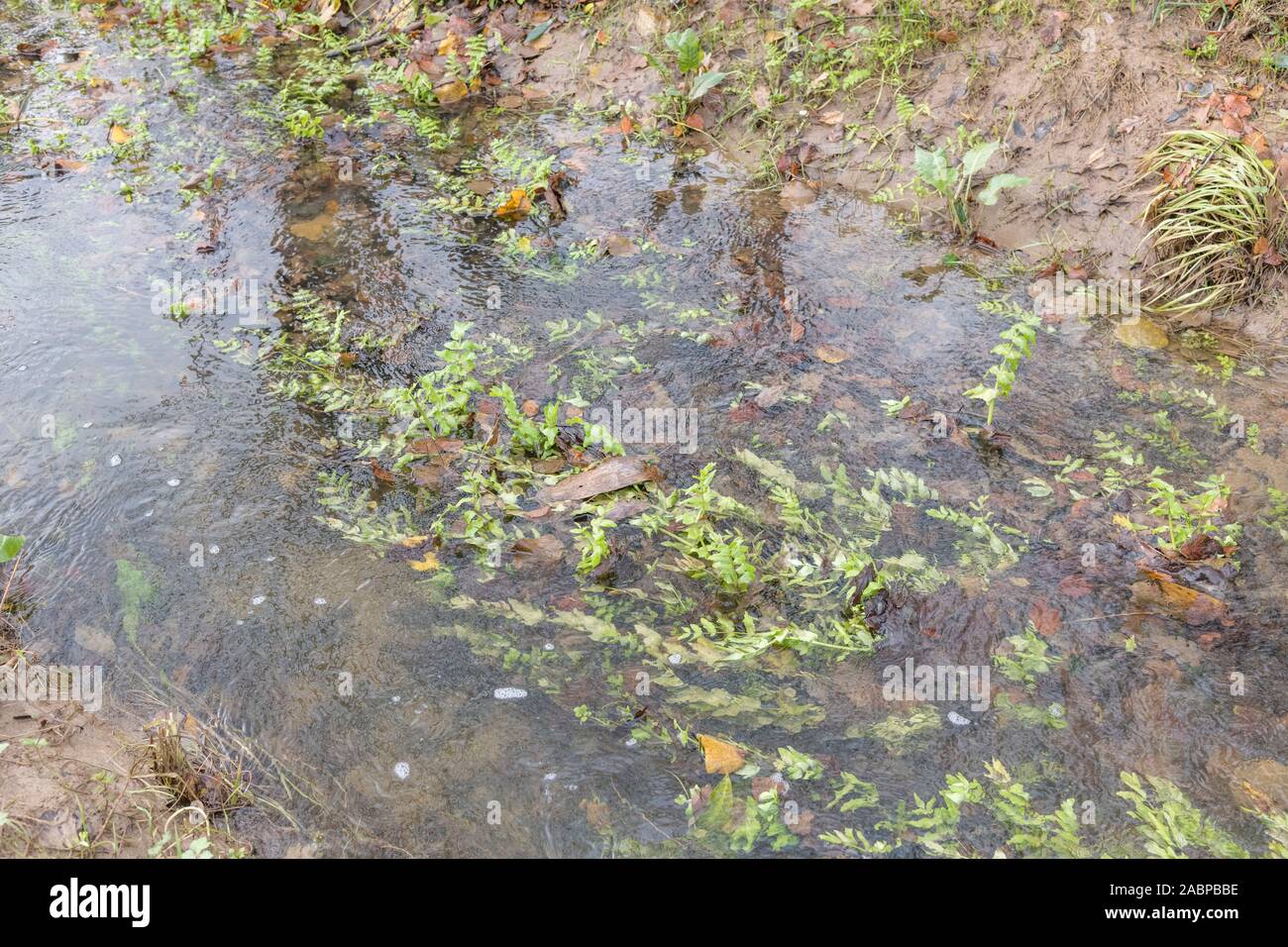 Patch of weeds blocking farmland drainage channel. Believed to be ...