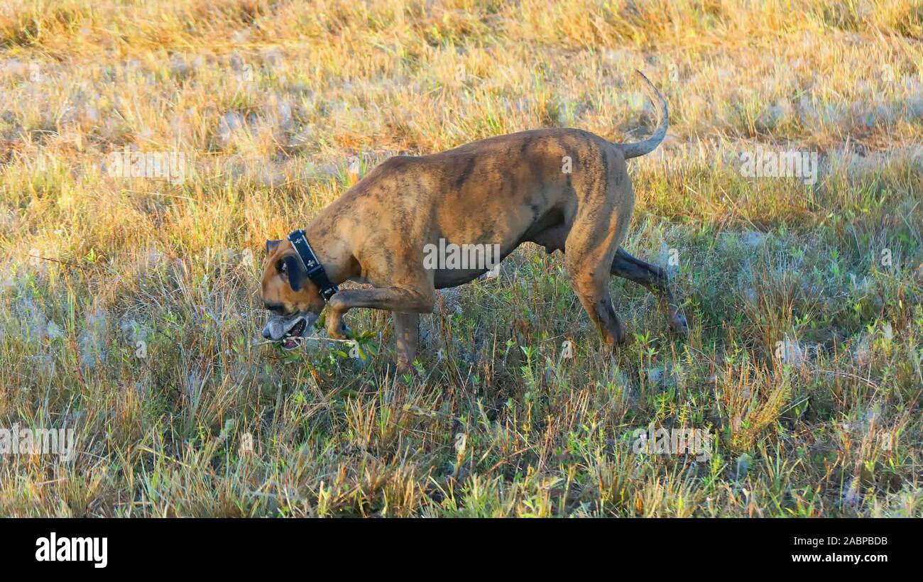 big dog hunting in the Louisiana swamp Stock Photo - Alamy