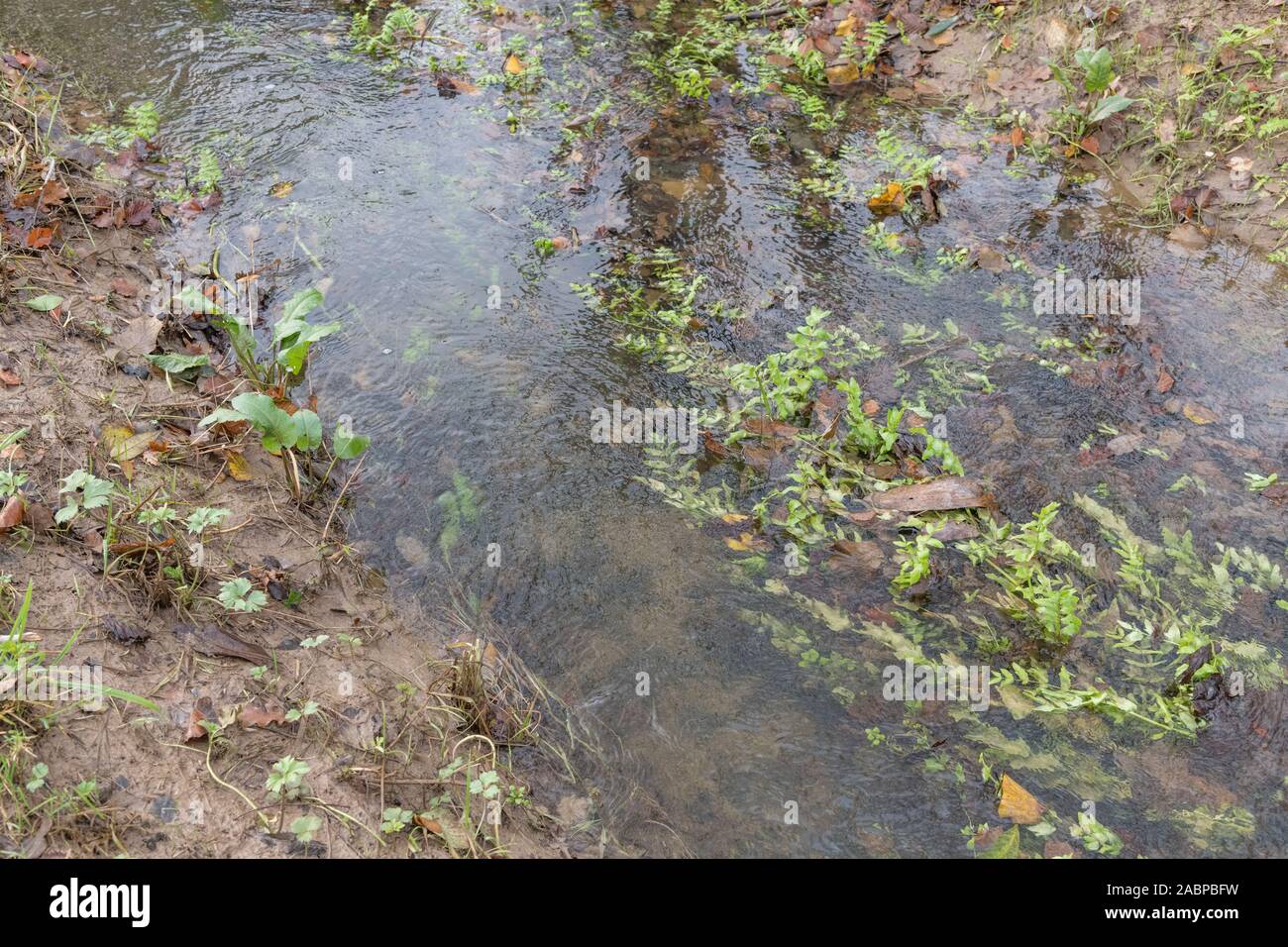 Patch of weeds blocking farmland drainage channel. Believed to be ...