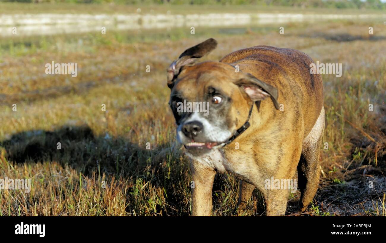 big dog hunting in the Louisiana swamp Stock Photo - Alamy