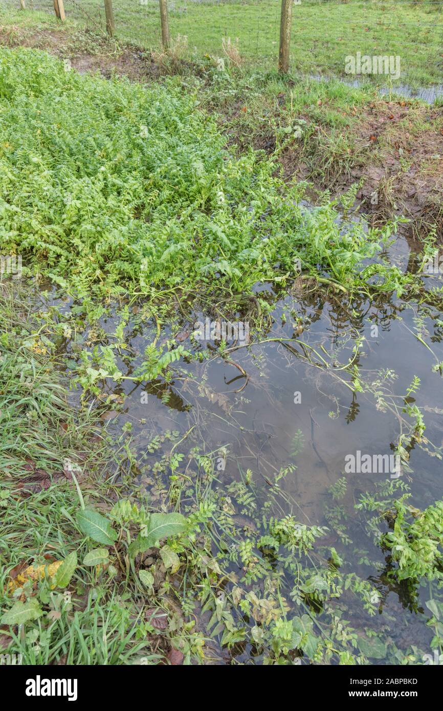 Patch of weeds blocking farmland drainage channel. Believed to be ...