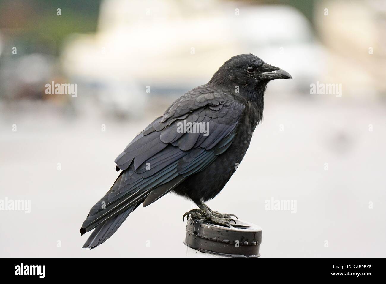 Alaska common raven bird hi-res stock photography and images - Alamy