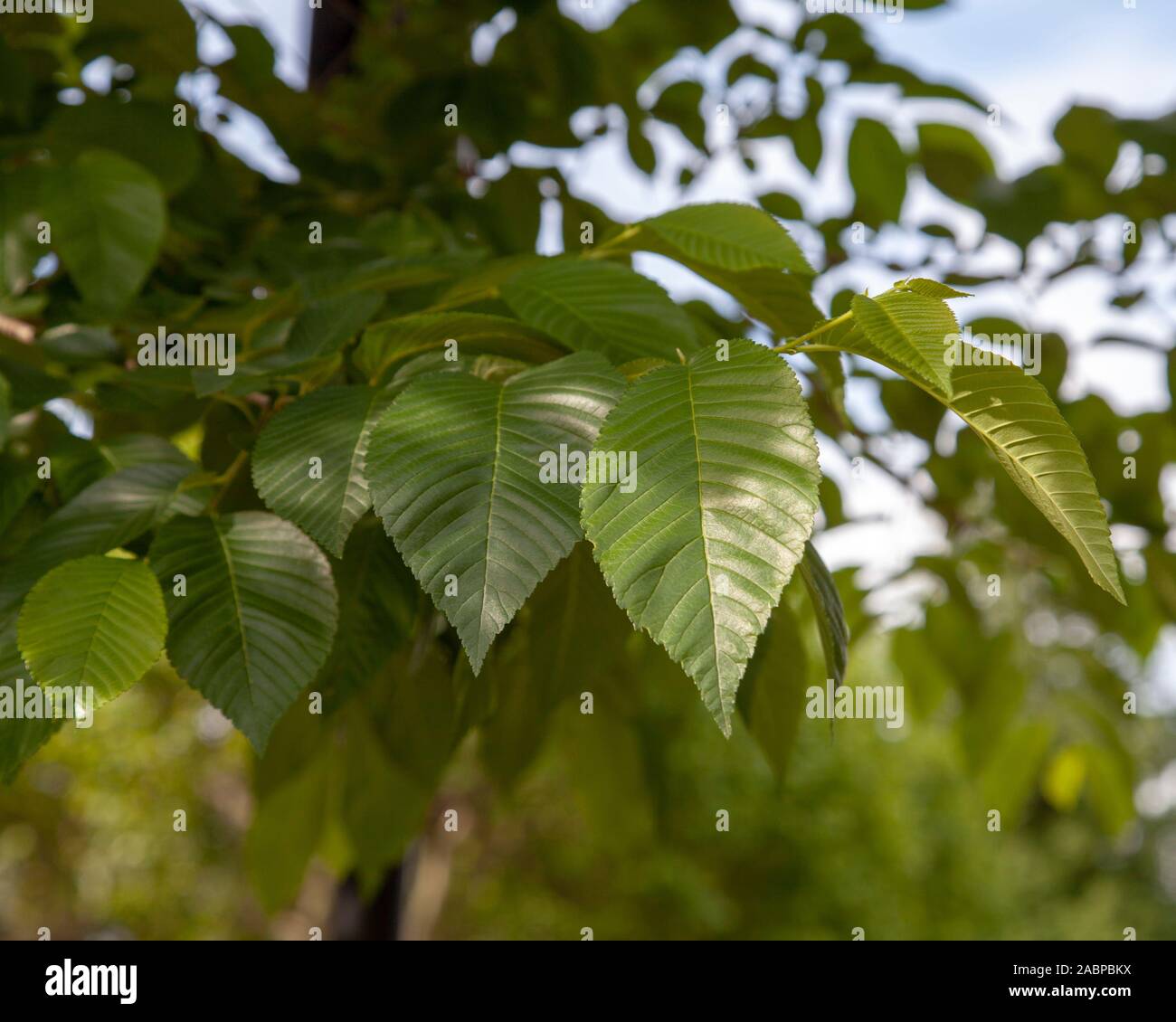 Leaf detail of a 'New Horizon' Elm tree (Ulmus 'New Horizons') growing ...