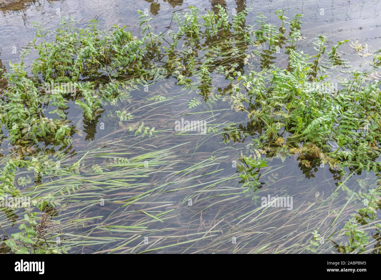 Water Parsnip High Resolution Stock Photography and Images - Alamy