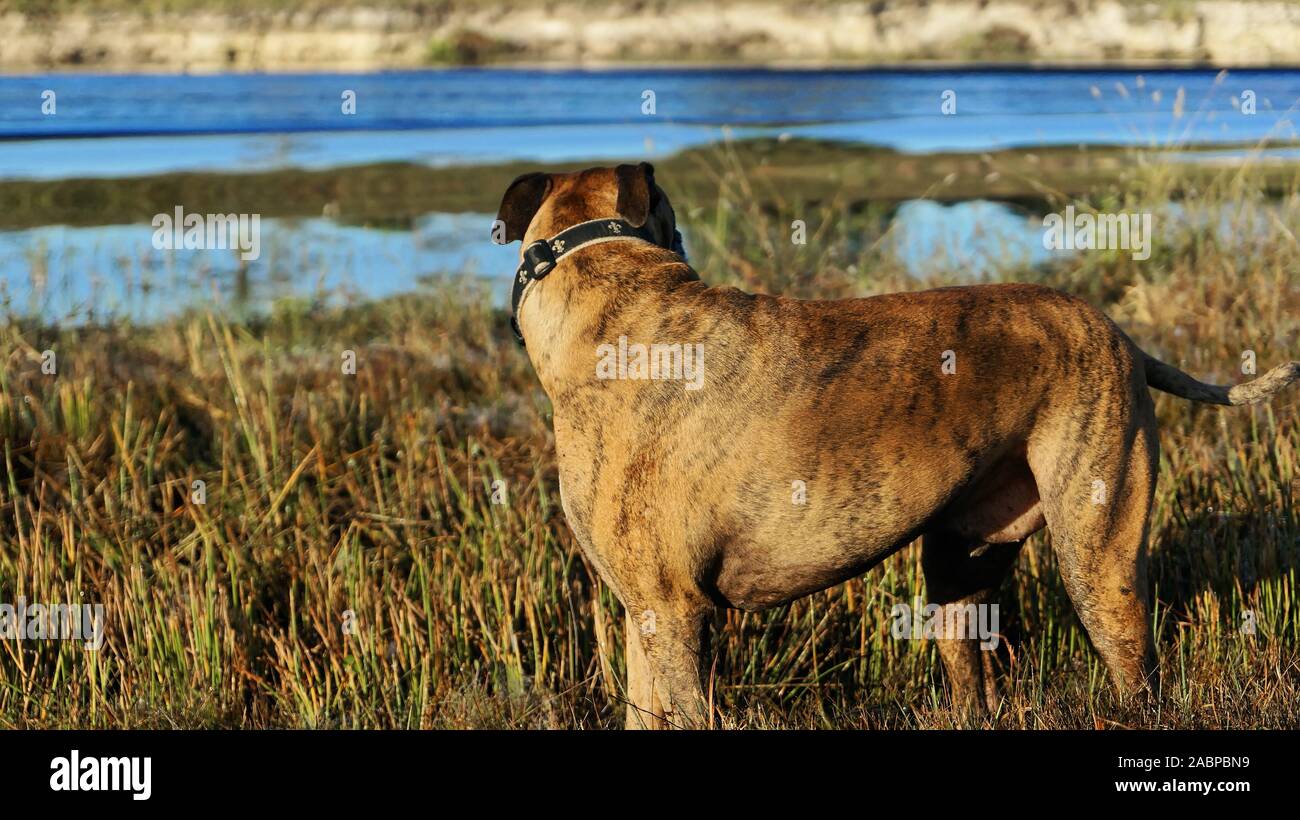 big dog hunting in the Louisiana swamp Stock Photo - Alamy