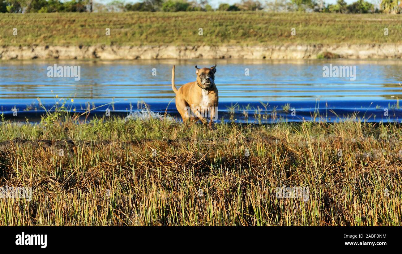 big dog hunting in the Louisiana swamp Stock Photo - Alamy