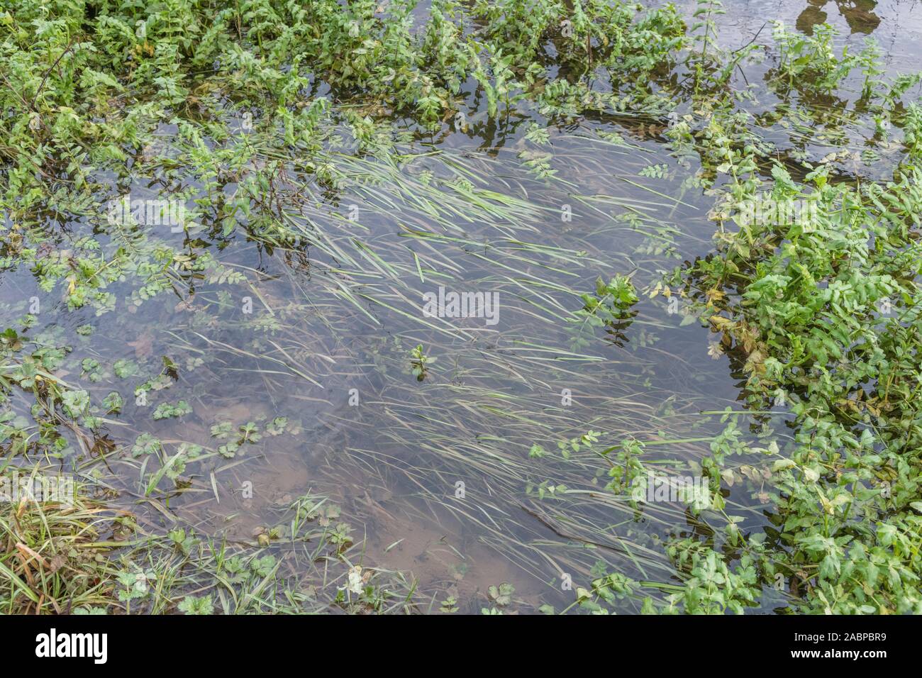 Patch of weeds blocking farmland drainage channel. Believed to be ...