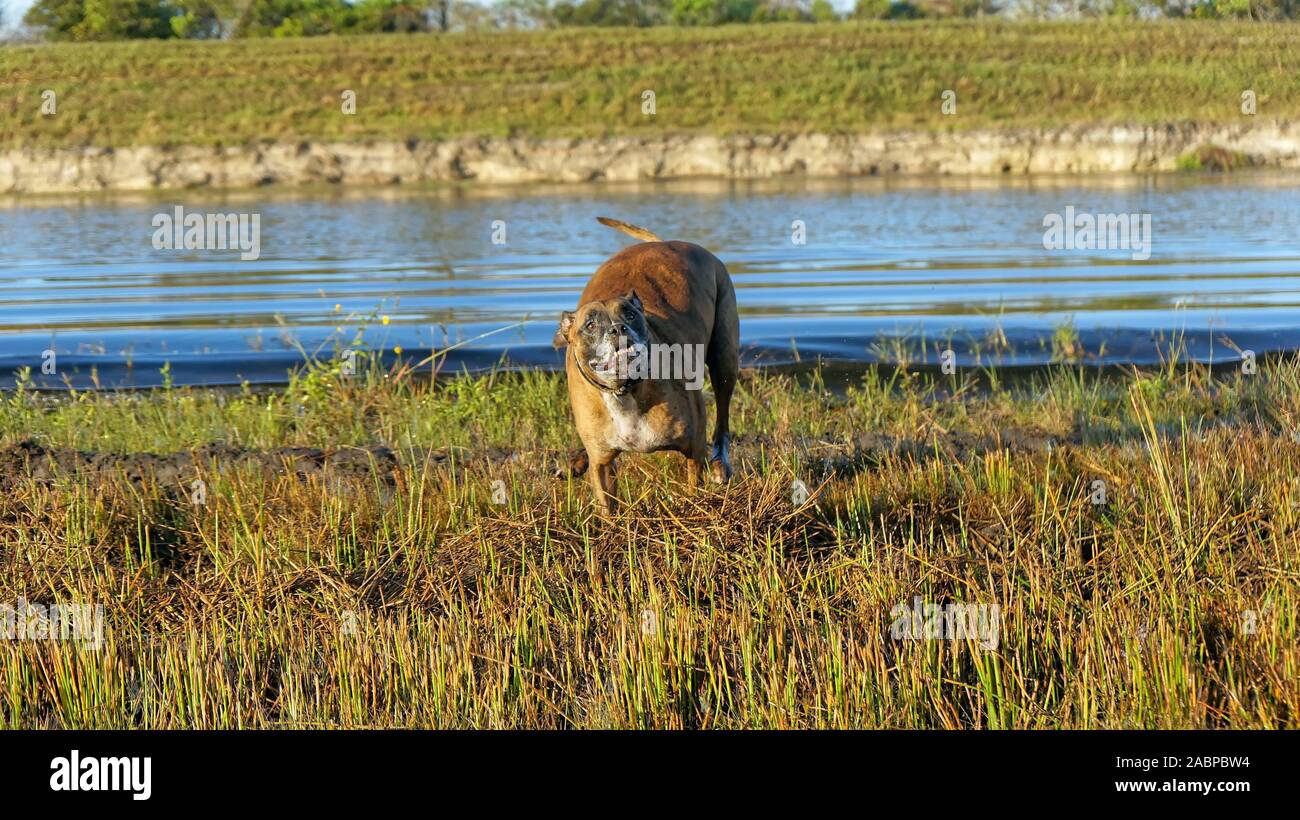 big dog hunting in the Louisiana swamp Stock Photo - Alamy