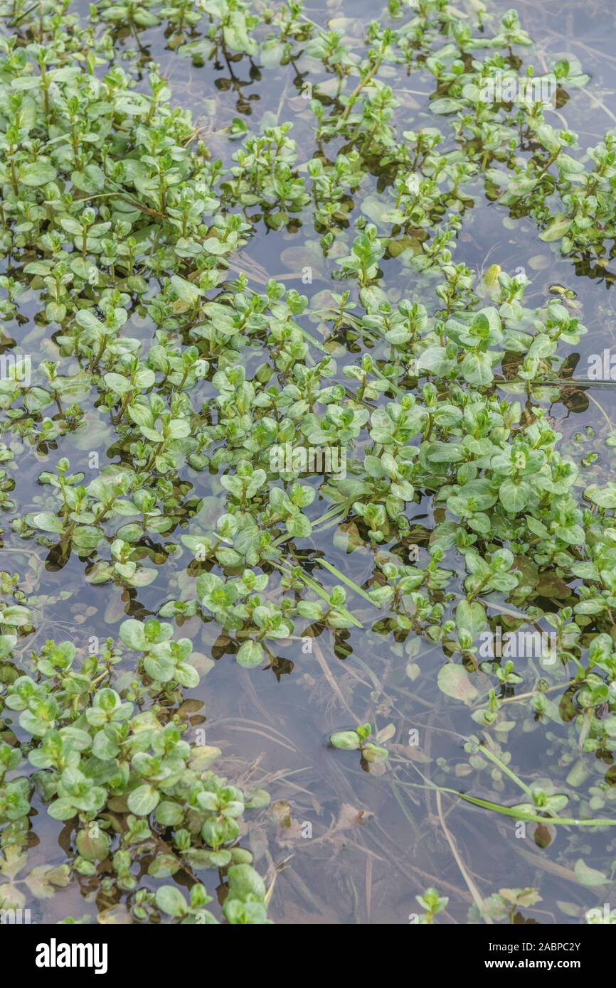 Brooklime / Veronica beccabunga leaves growing in flooded freshwater ...