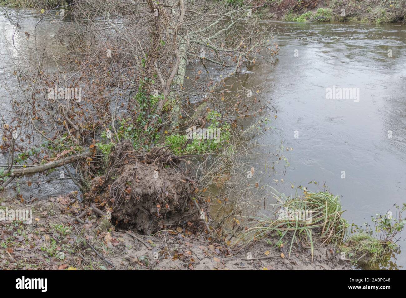 Fallen tree submerged in fast flowing waters of River Fowey at ...