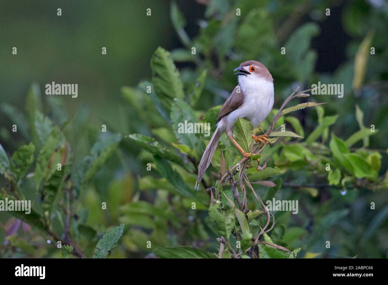 Yellow eyed babbler hi-res stock photography and images - Alamy