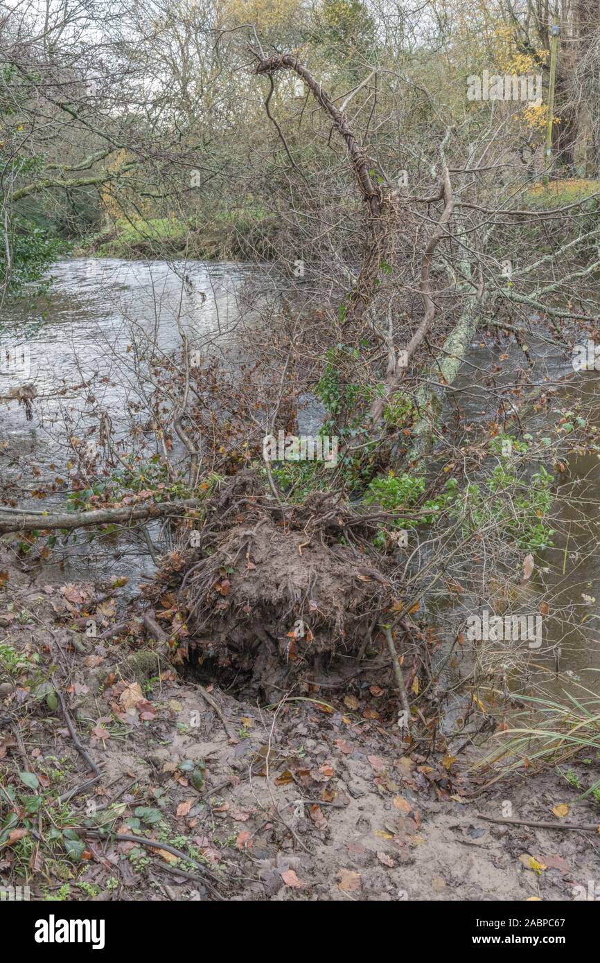 Fallen tree submerged in fast flowing waters of River Fowey at ...