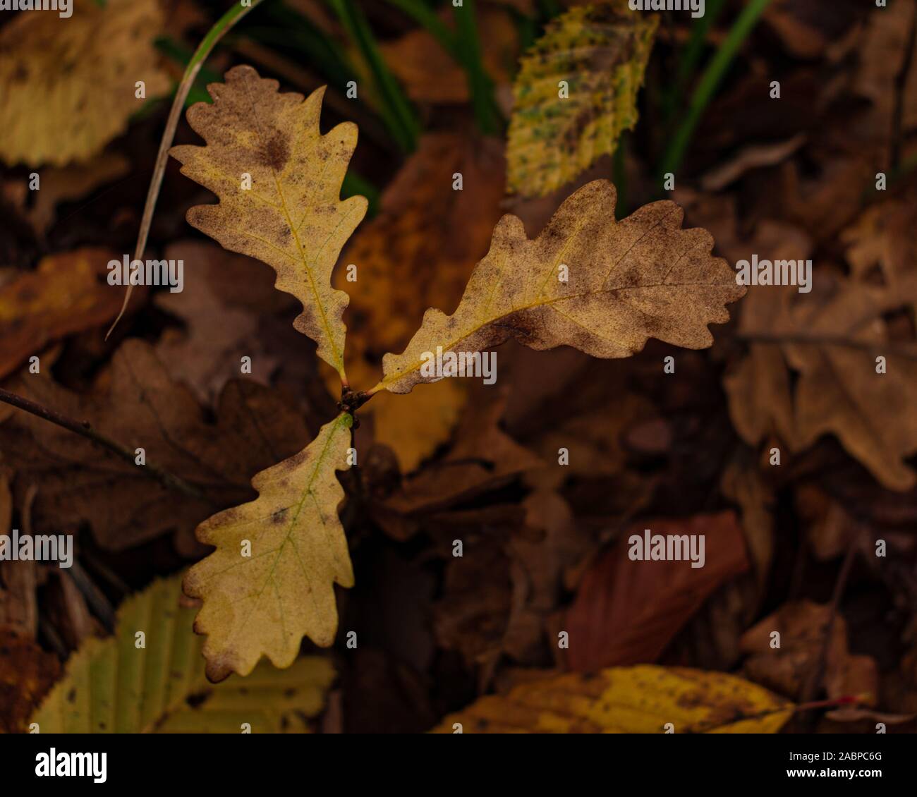 Yellow leaves banff hi-res stock photography and images - Alamy