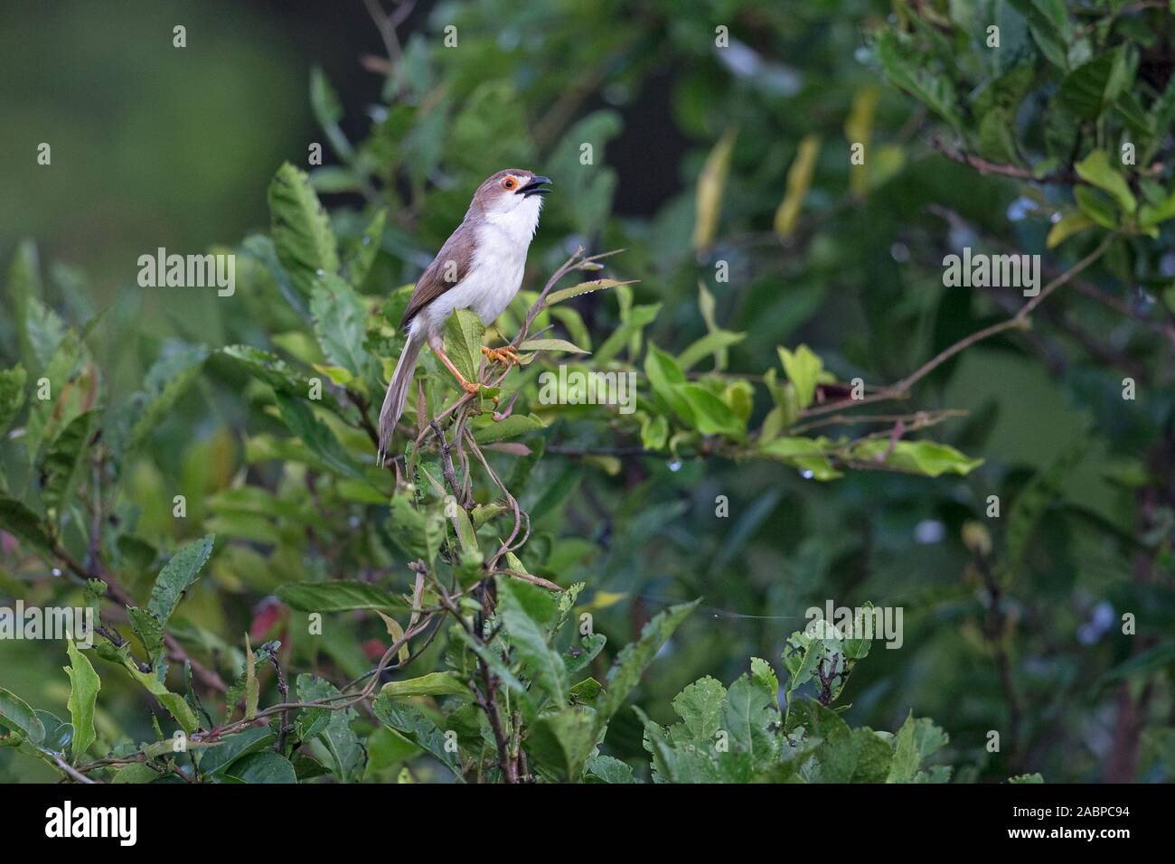Yellow-eyed Babbler (Chrysomma sinense Stock Photo - Alamy