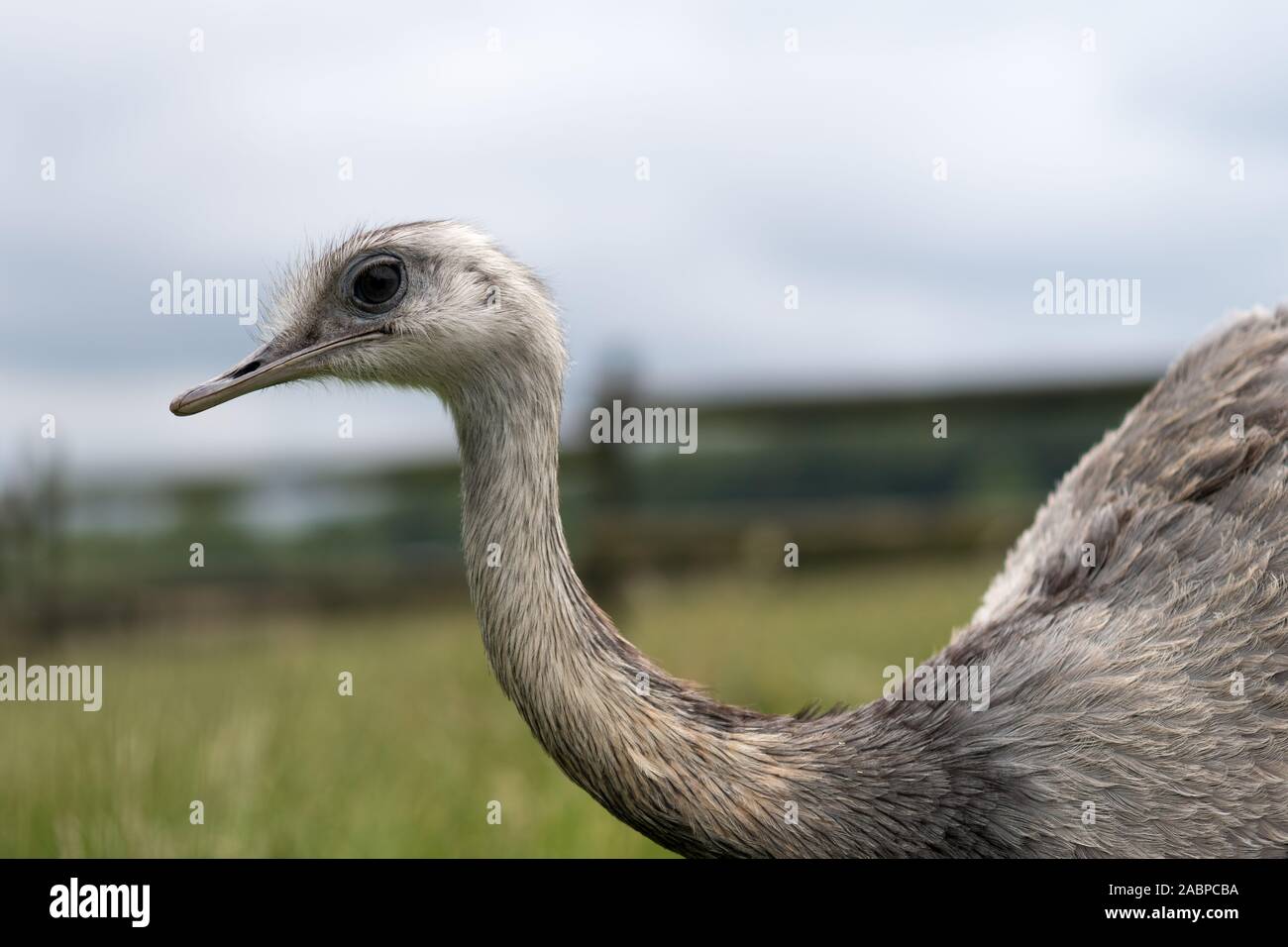 Close up of a white and grey Ostrich Head with large black eyes Stock ...