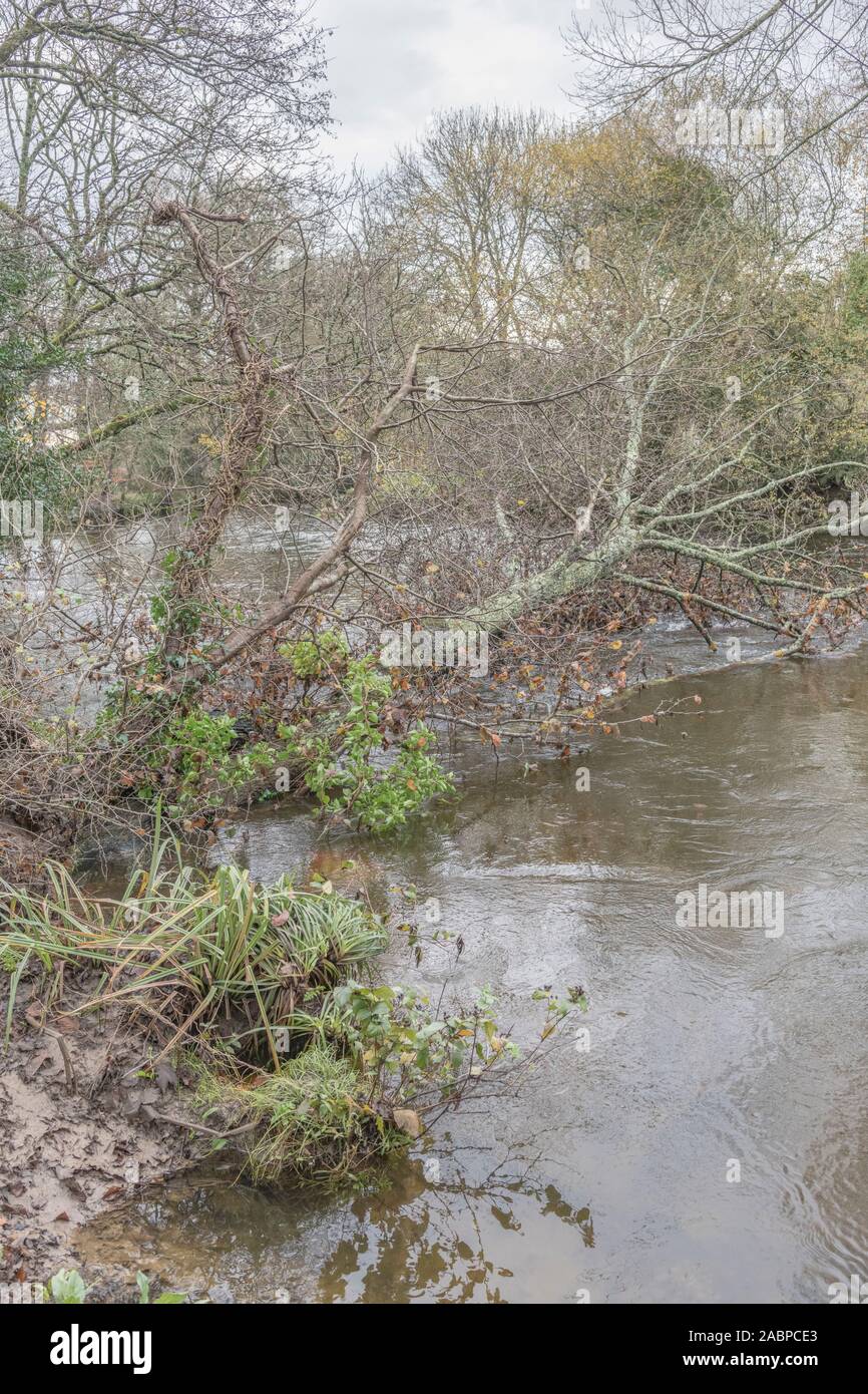 Tree trunk floodwaters hi-res stock photography and images - Alamy