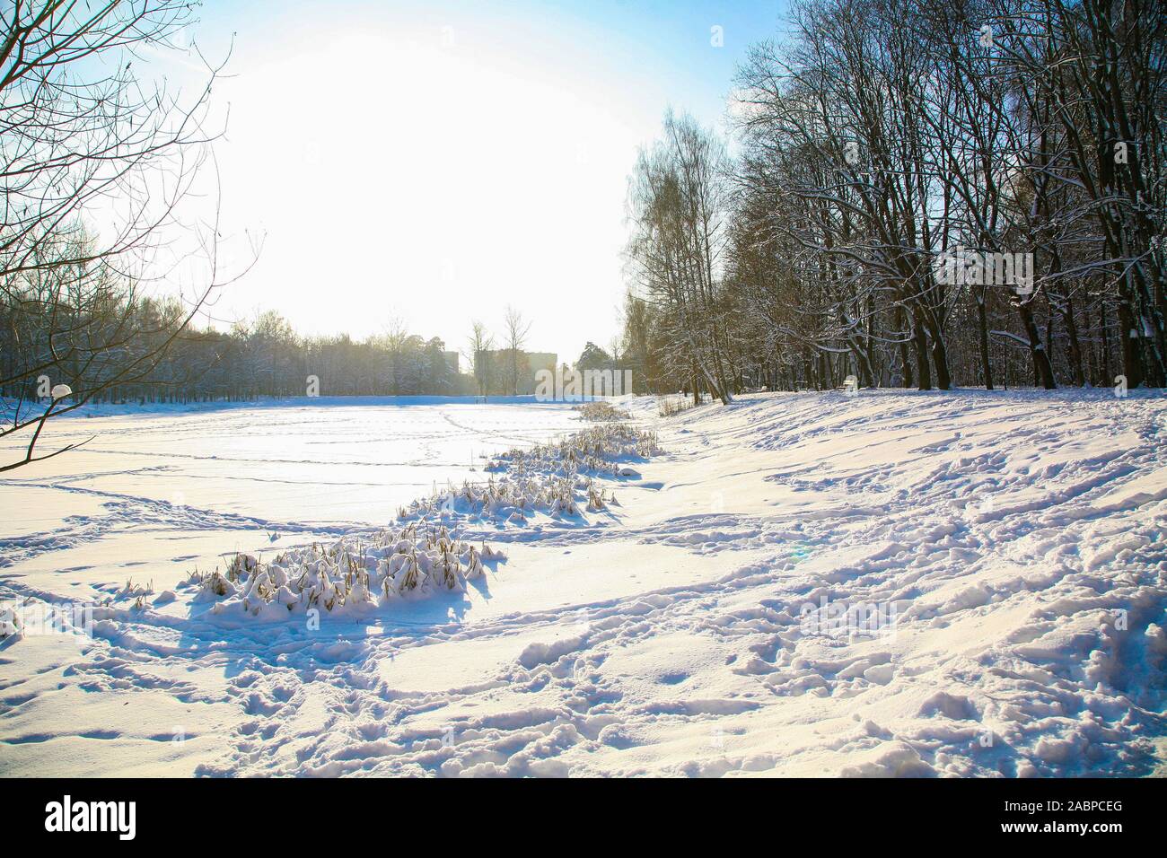 Majestic winter morning-snowy trees. Russian poet A. Pushkin write ...
