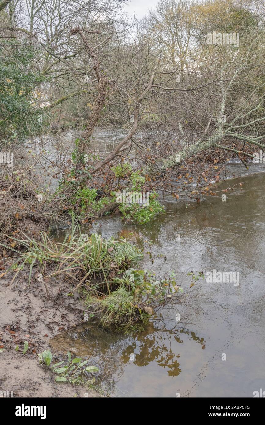 Fallen tree submerged in fast flowing waters of River Fowey at ...