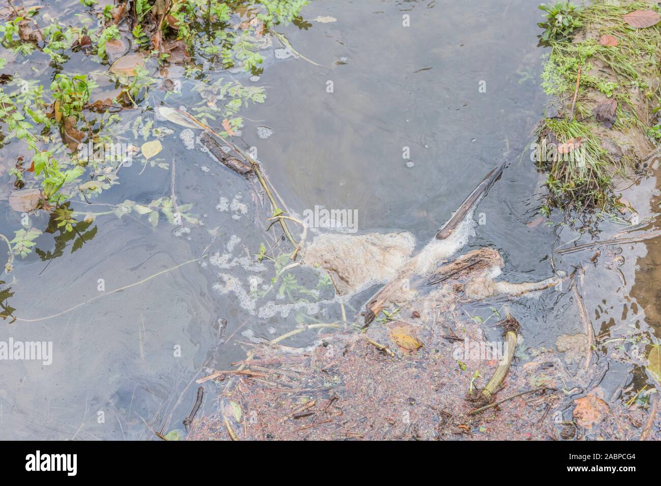 Pool of water foam. Foam line / foam collecting on freshwater drainage ...