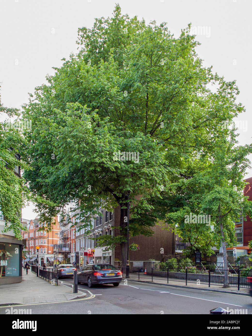 A famous Huntingdon Elm (Umus x hollandica 'Vegeta') on Marylebone High ...