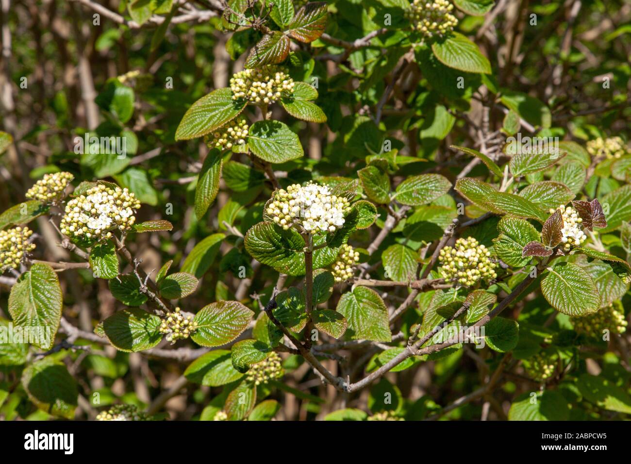 Wayfaring trees hi-res stock photography and images - Alamy