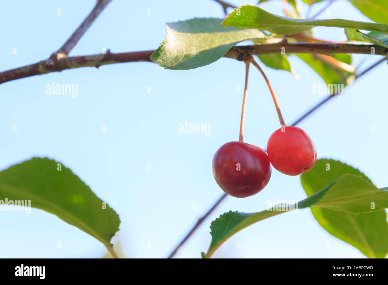 Cherry beach park hi-res stock photography and images - Alamy