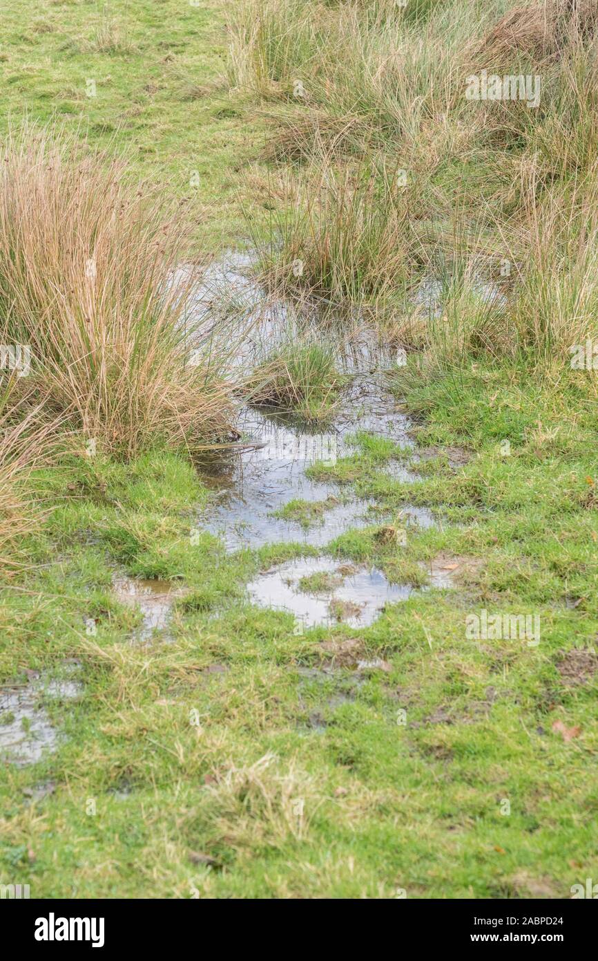 Jonc a meche hi-res stock photography and images - Alamy