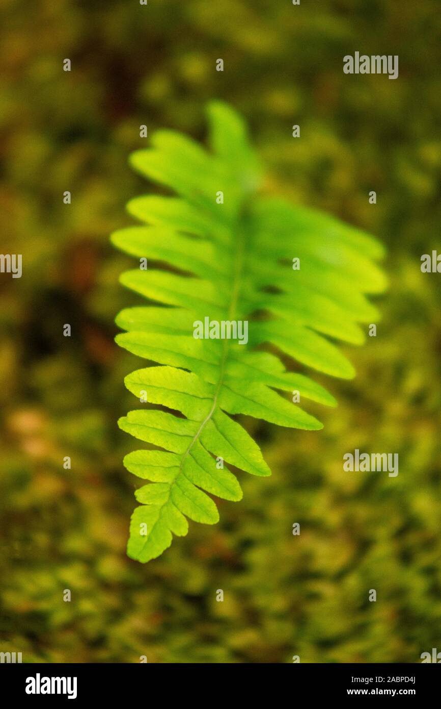 A dwarf fern growing on a moss covered tree Stock Photo - Alamy