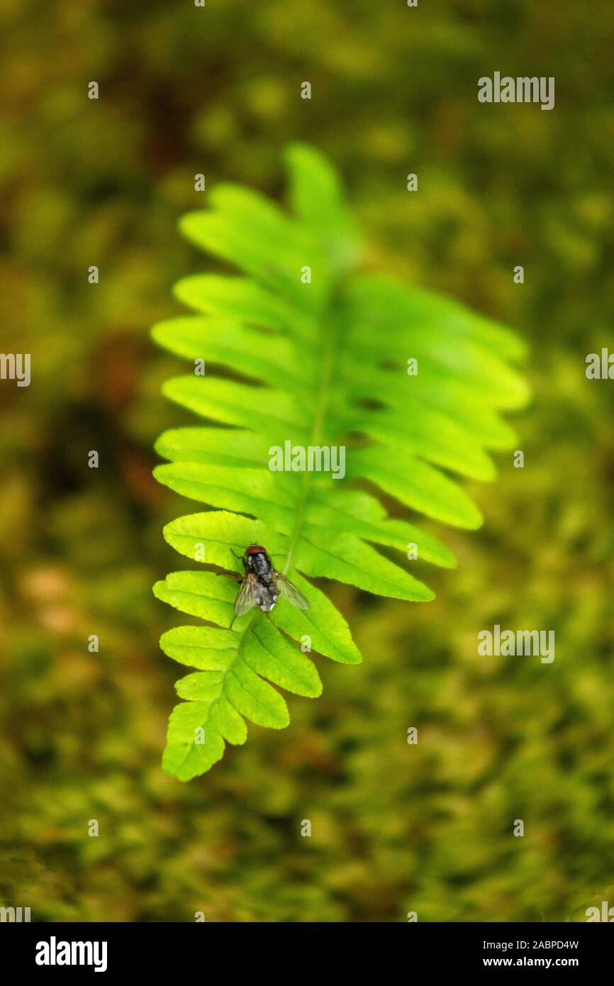 A common fly on a dwarf fern growing on a moss covered tree Stock Photo ...