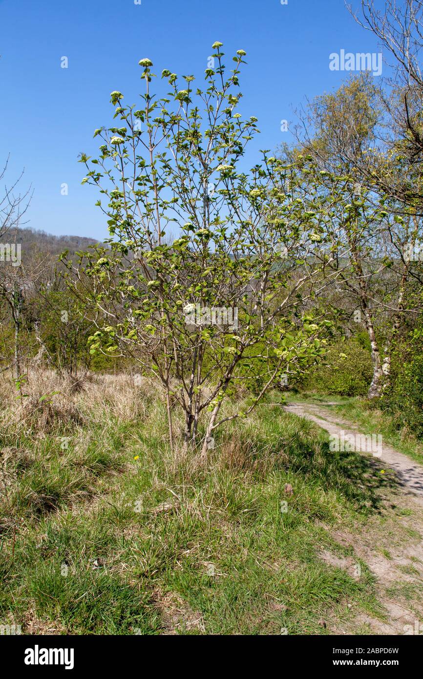 Uk native trees hi-res stock photography and images - Alamy