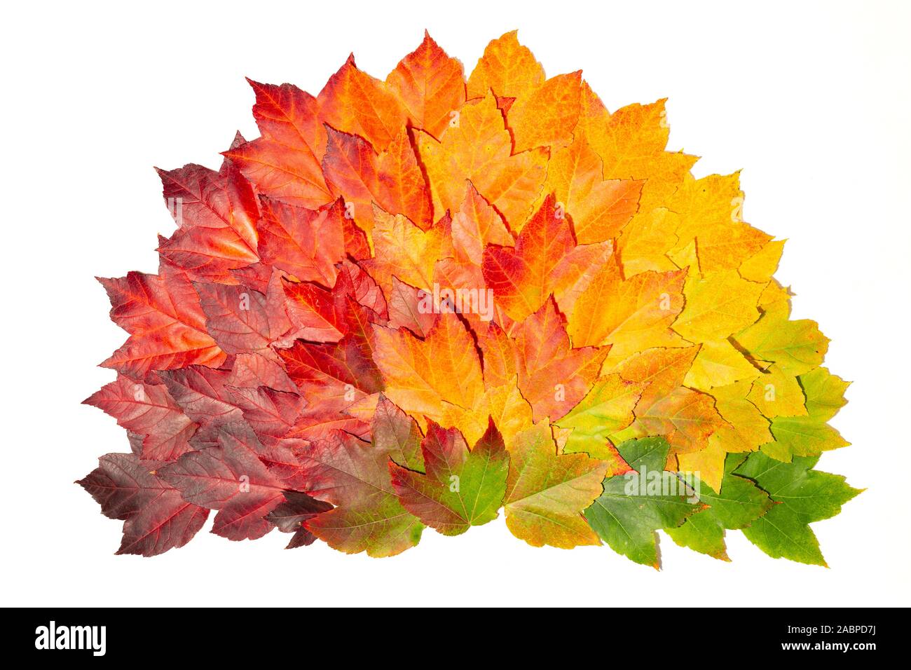 Autumn leaves with color tones from green to red Stock Photo - Alamy