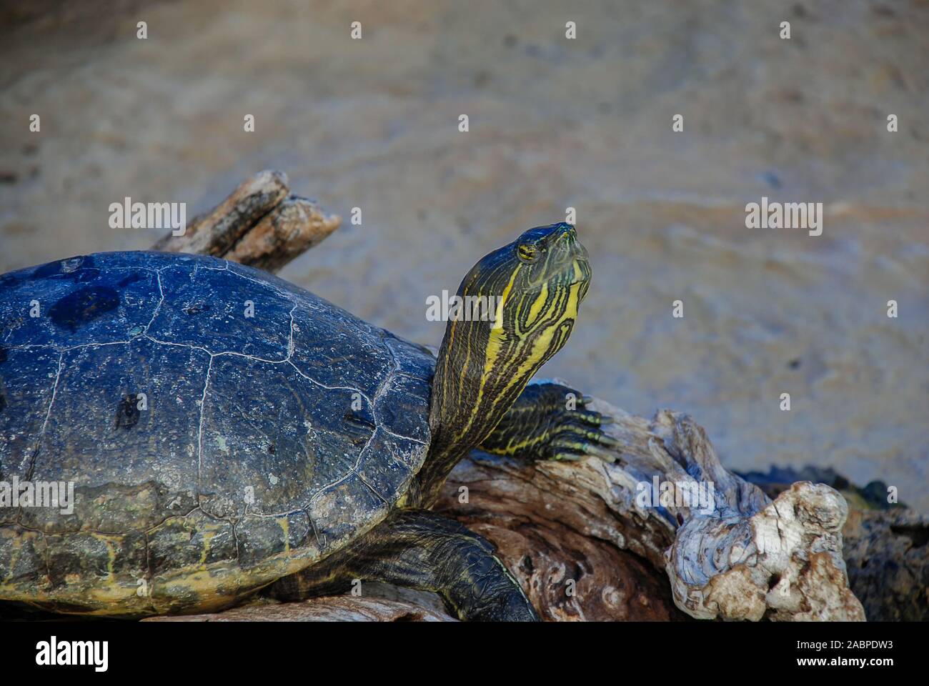 Chrysemys picta pet hi-res stock photography and images - Alamy