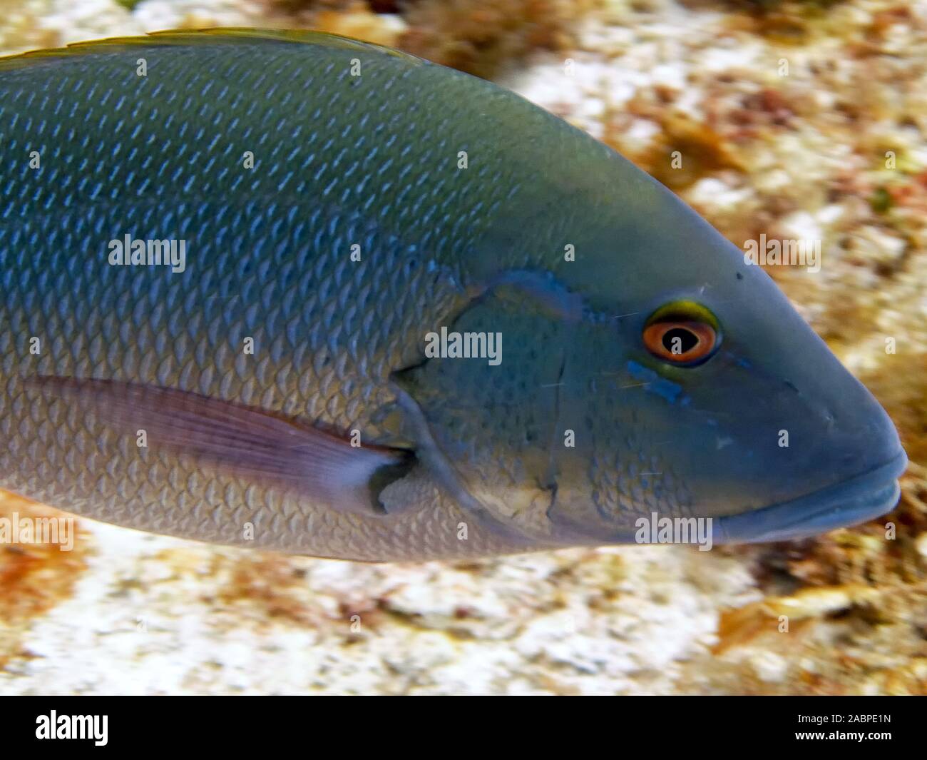 Close up of a Red Snapper (Lutjanus campechanus Stock Photo - Alamy