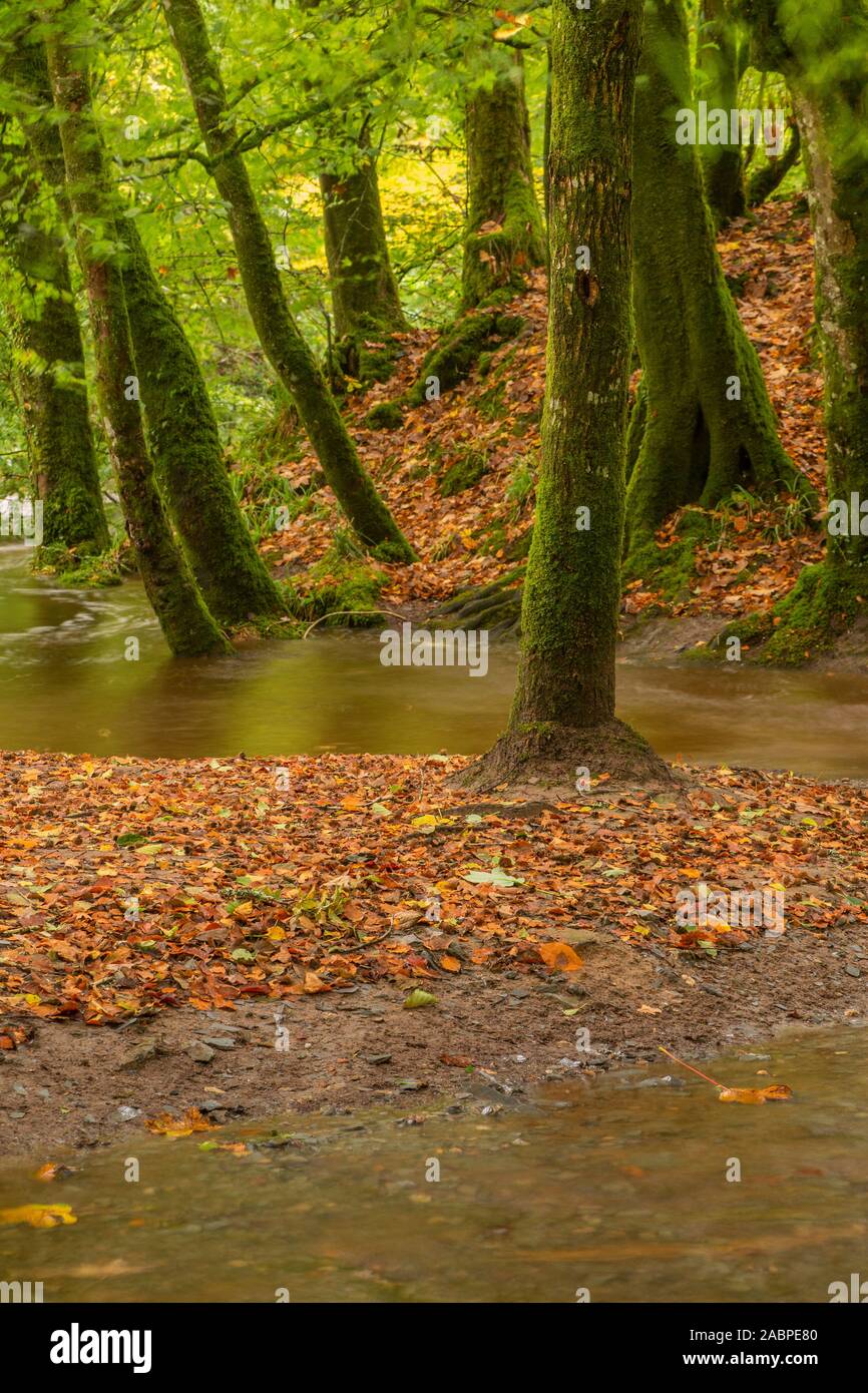 Banks of streams and rivers hi-res stock photography and images - Alamy