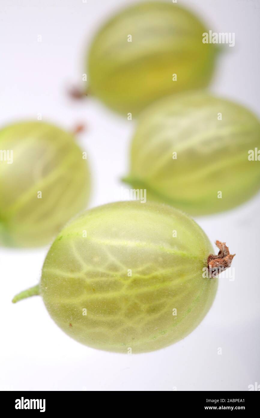 Stachelbeere hi-res stock photography and images - Alamy